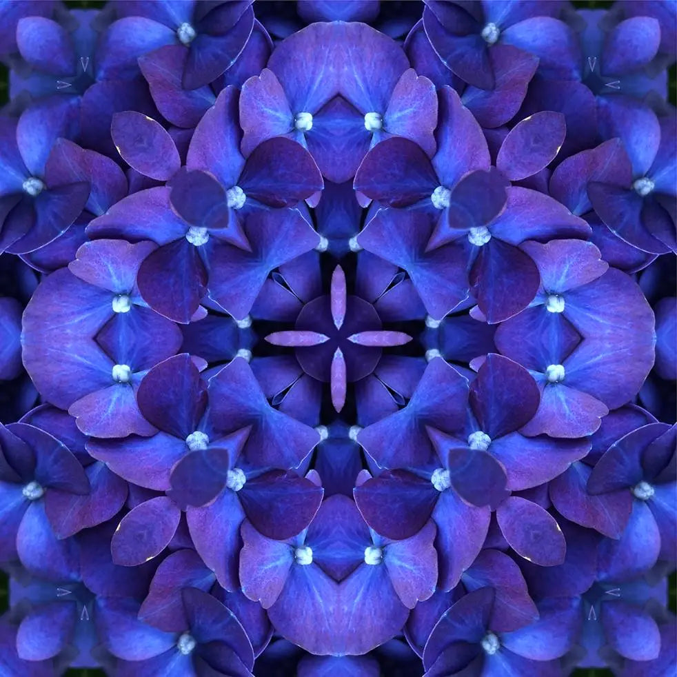 Appreciation Mandala 06 by Jo Holland - JG Contemporary Jo Holland